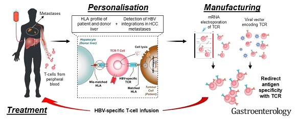 New therapy approach points to potential treatment of liver cancer ...