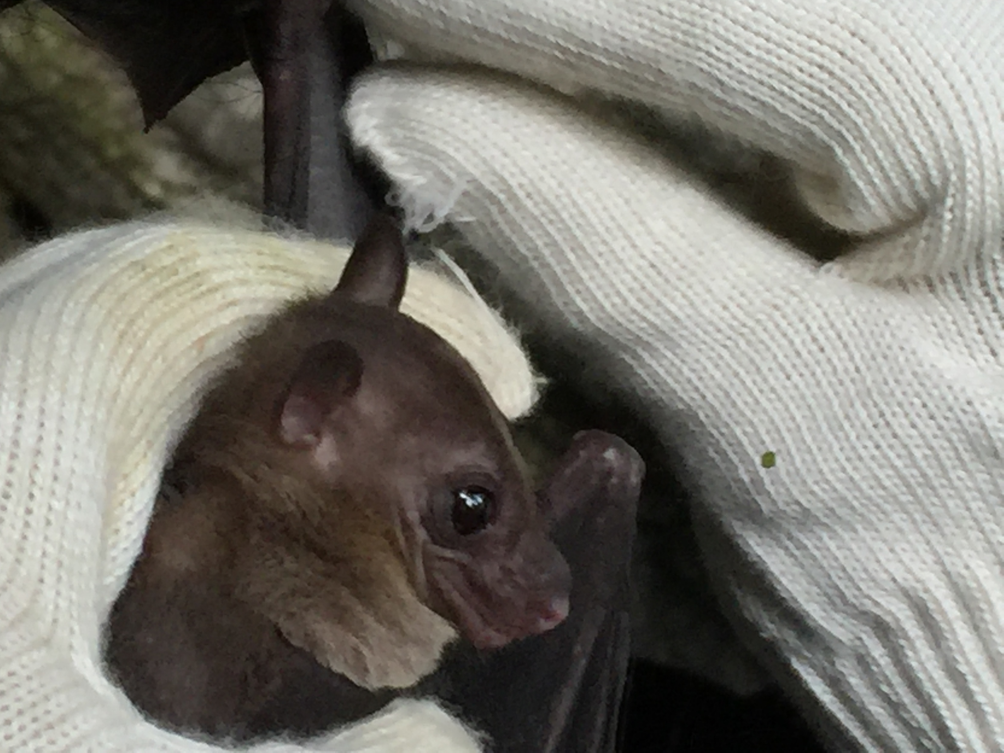Duke-NUS researchers discover new bat-borne virus related to Ebola