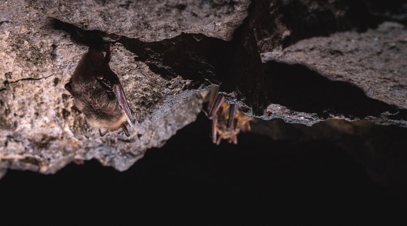 Duke-NUS and Paratus collaborate on a human anti-inflammatory drug ...