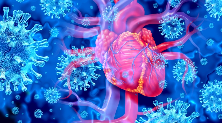 Study uncovers mechanism behind virus-induced heart inflammation ...